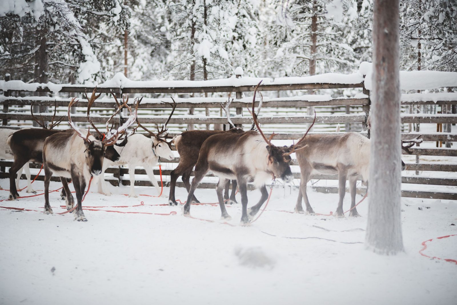 Reindeer Safari in Forest of Lapland | Wild Nordic