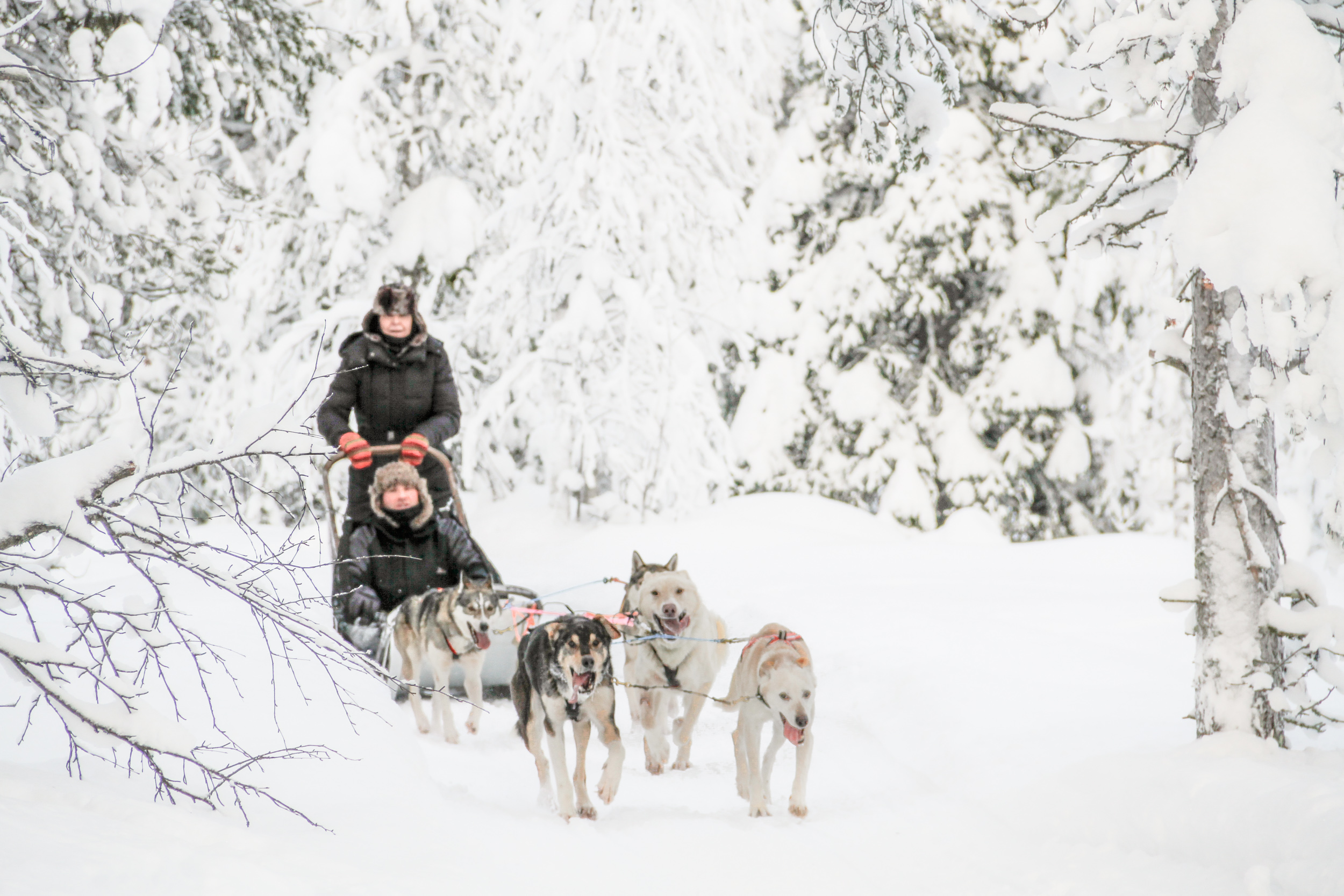 6 - 8 km Husky safari in Levi | Wild Nordic