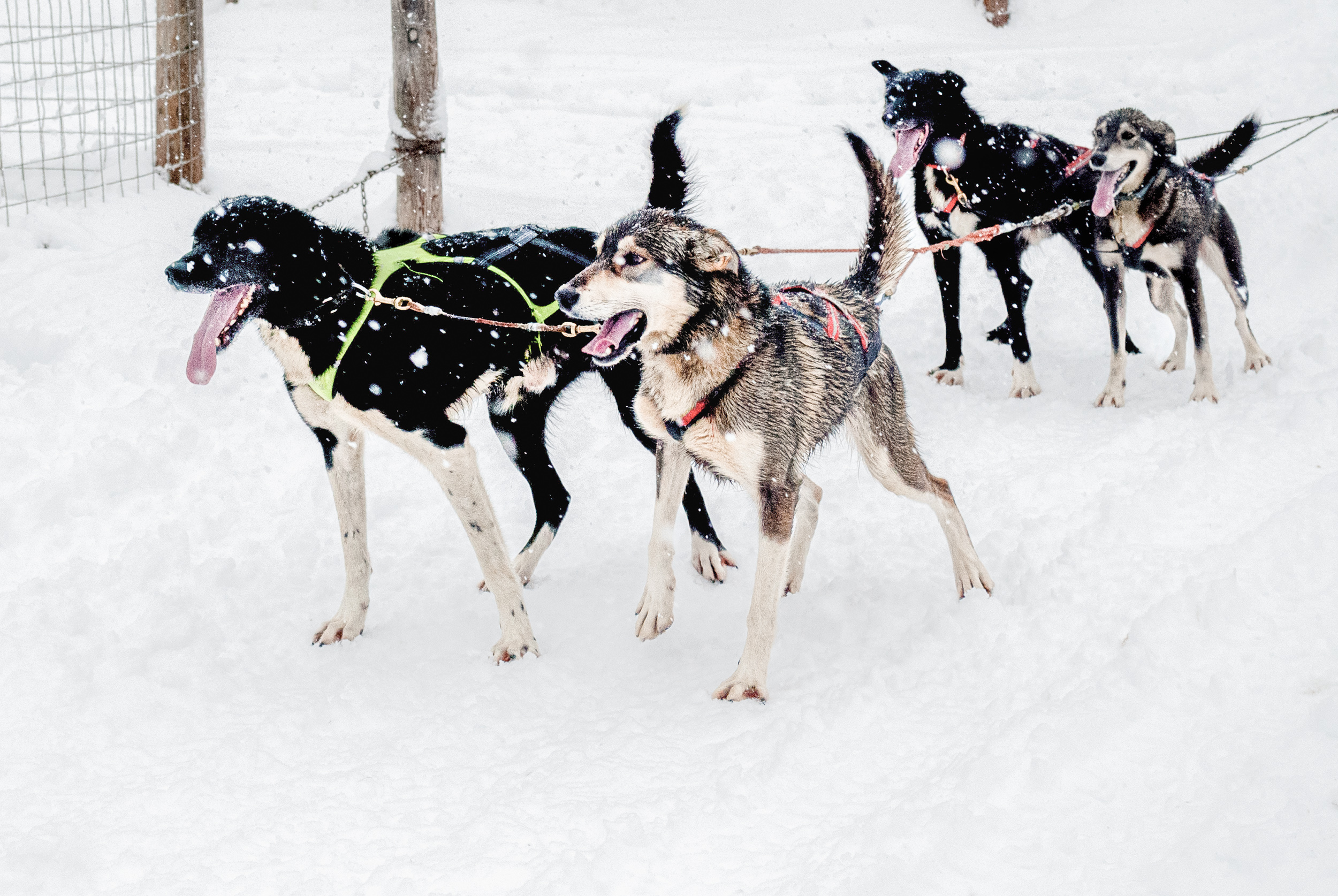 15 km Husky safari in Levi | Wild Nordic