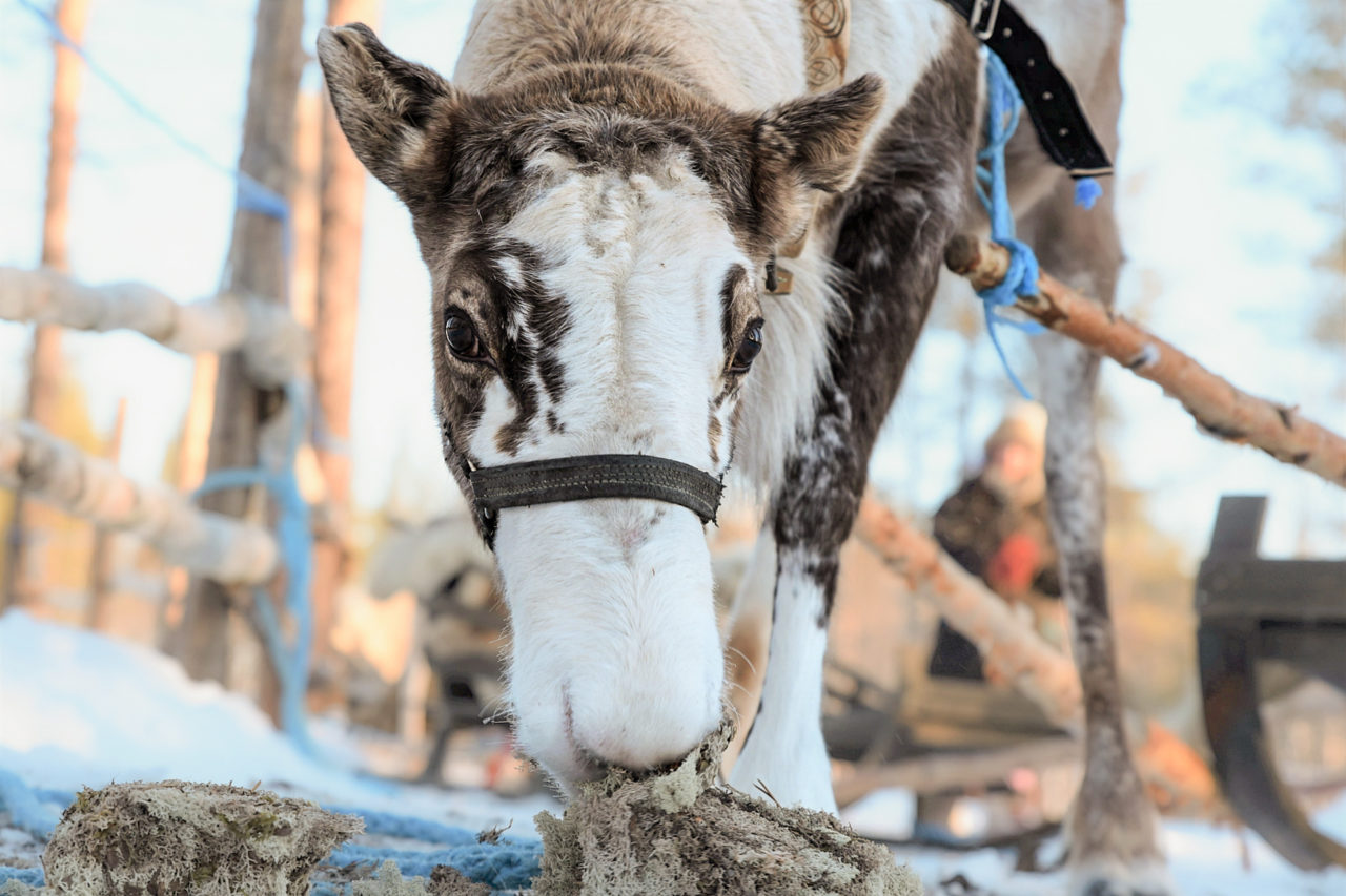 2-hour Visit to a Traditional Reindeer Farm in Levi with Reindeer ...