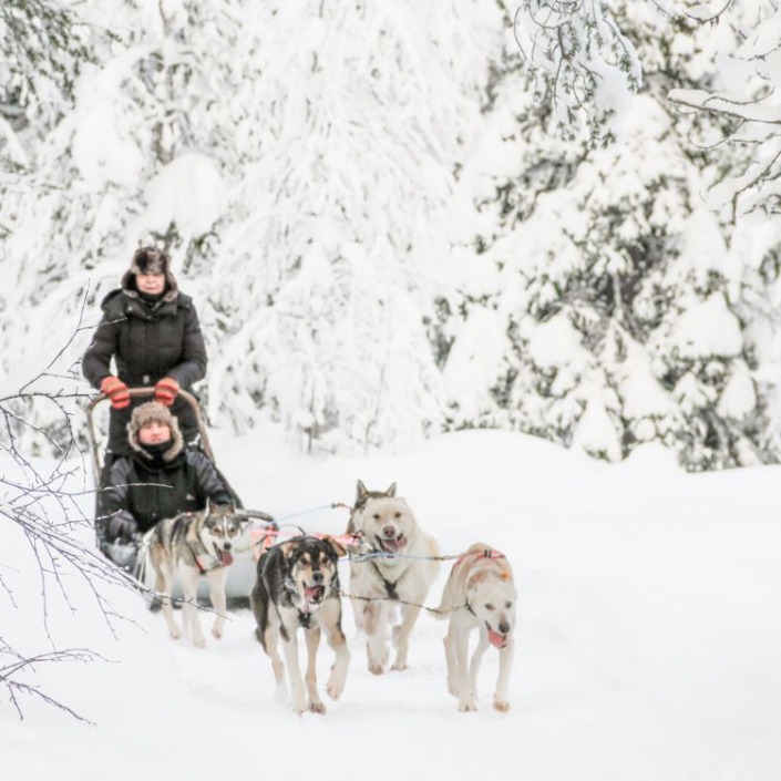 Husky Safaris in Rovaniemi | Wild Nordic