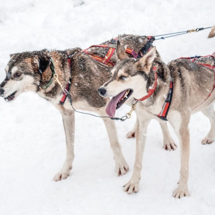 Husky Safaris | Wild Nordic