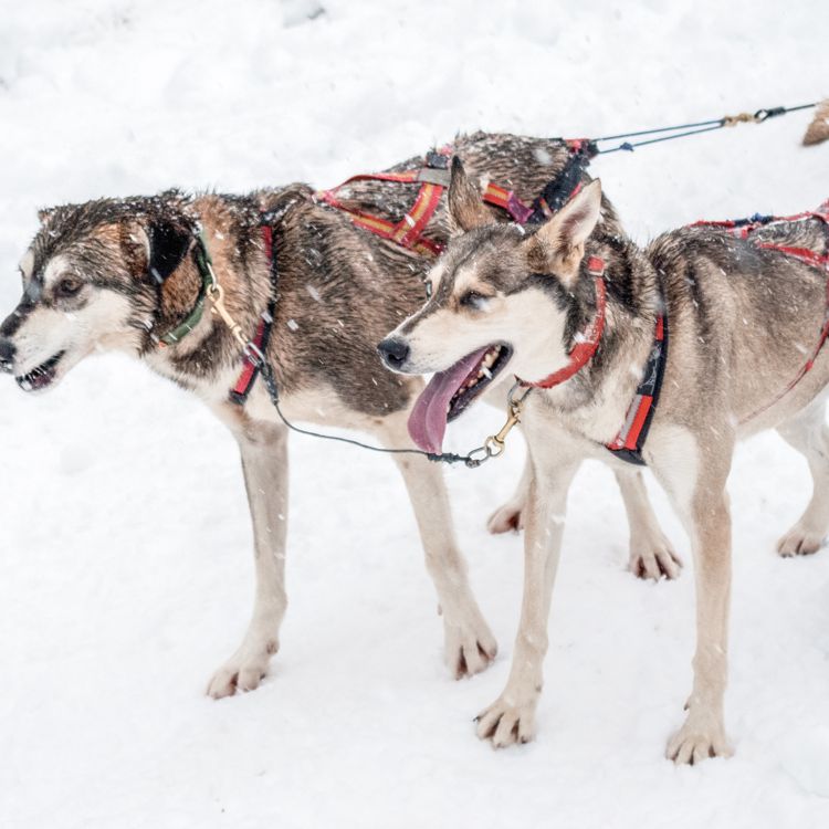 6 - 8 km Husky safari in Levi | Wild Nordic