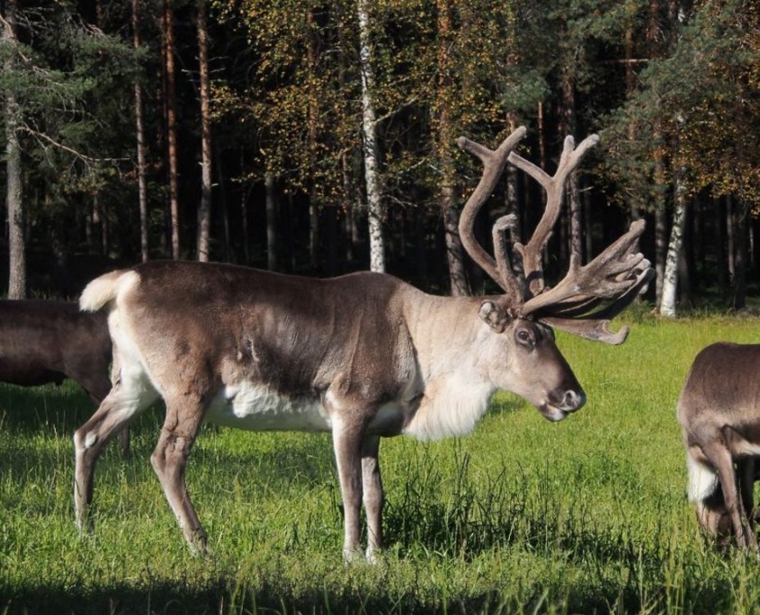 Visit to a Genuine, Local Reindeer Farm - Wild Nordic