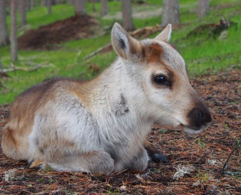 Visit to a Genuine, Local Reindeer Farm - Wild Nordic