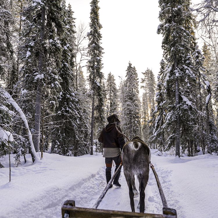 Long Reindeer Safari in the Nature of Lapland | Wild Nordic