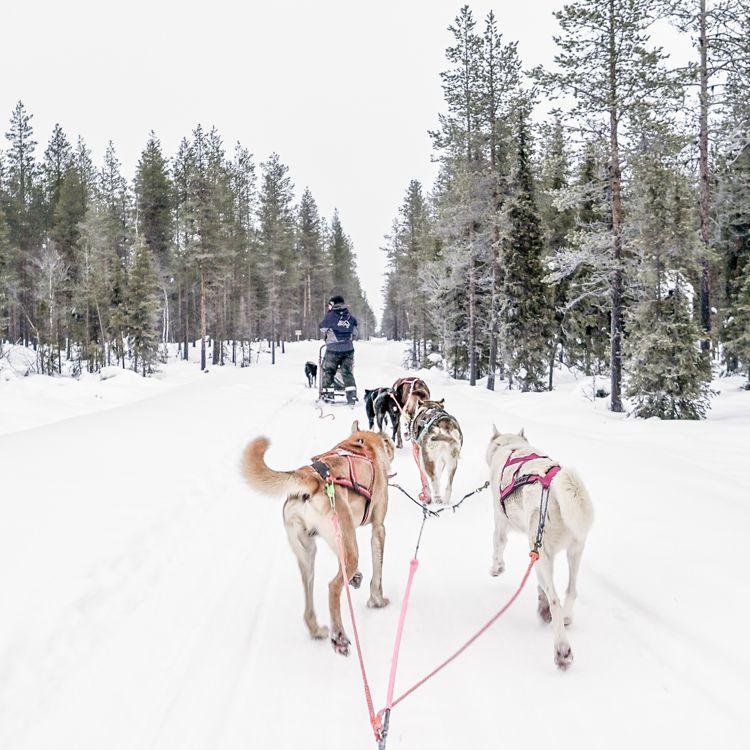 Two-day Husky Safari | Wild Nordic