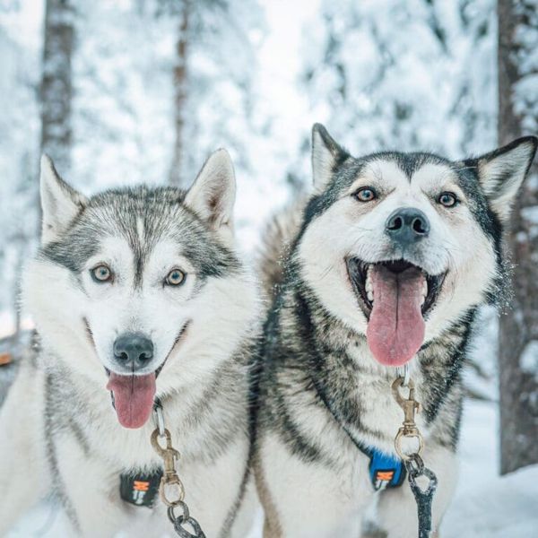 Husky Safaris in Rovaniemi | Wild Nordic
